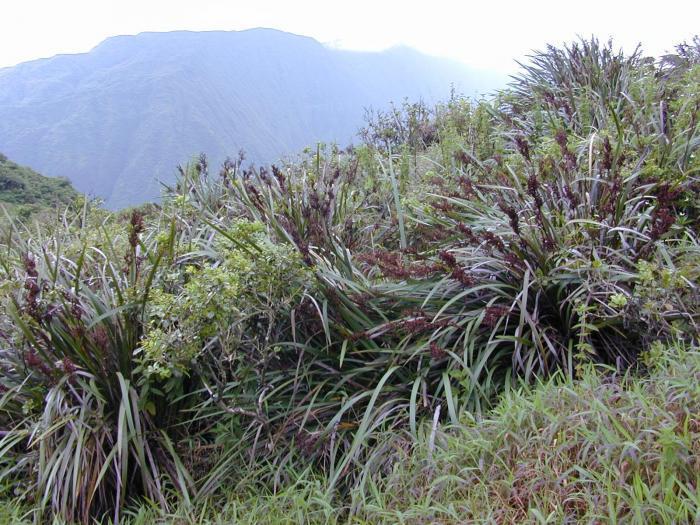 ‘uki (Plants of Hawaii Volcanoes National Park) · iNaturalist
