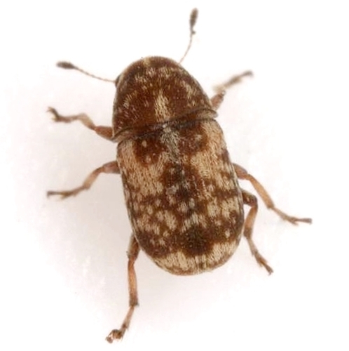 Eusphyrus eusphyroides · NaturaLista Colombia