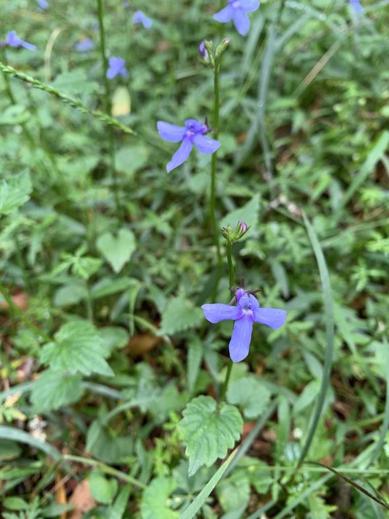 forest lobelia from Dorrigo National Park, Never Never, NSW, AU on ...