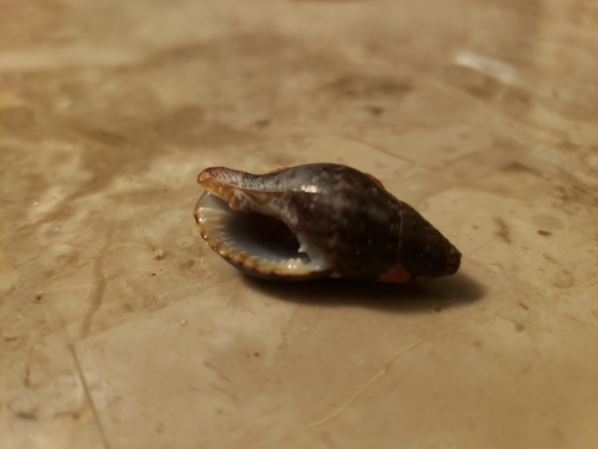 Pisania pusio (Linnaeus, 1758)