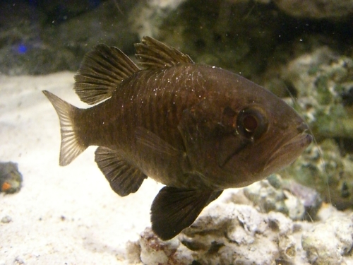 Dark Cardinalfish (Apogonichthyoides niger) · iNaturalist