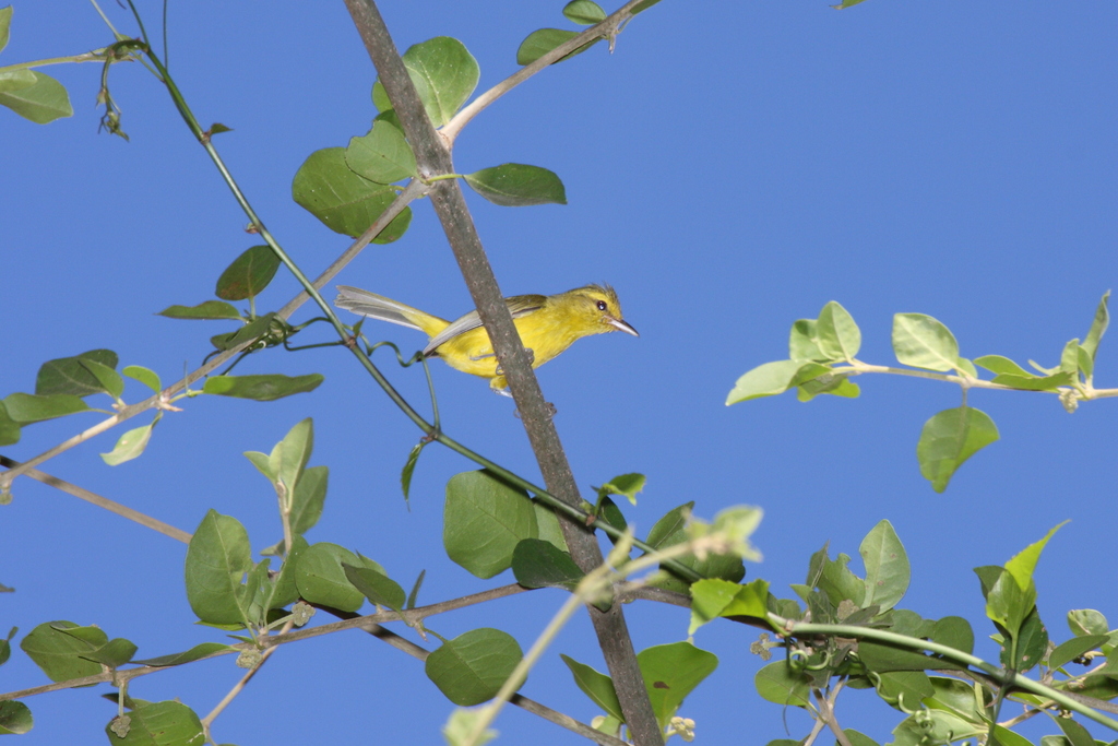 Golden Vireo (Birds of Nayarit) · iNaturalist