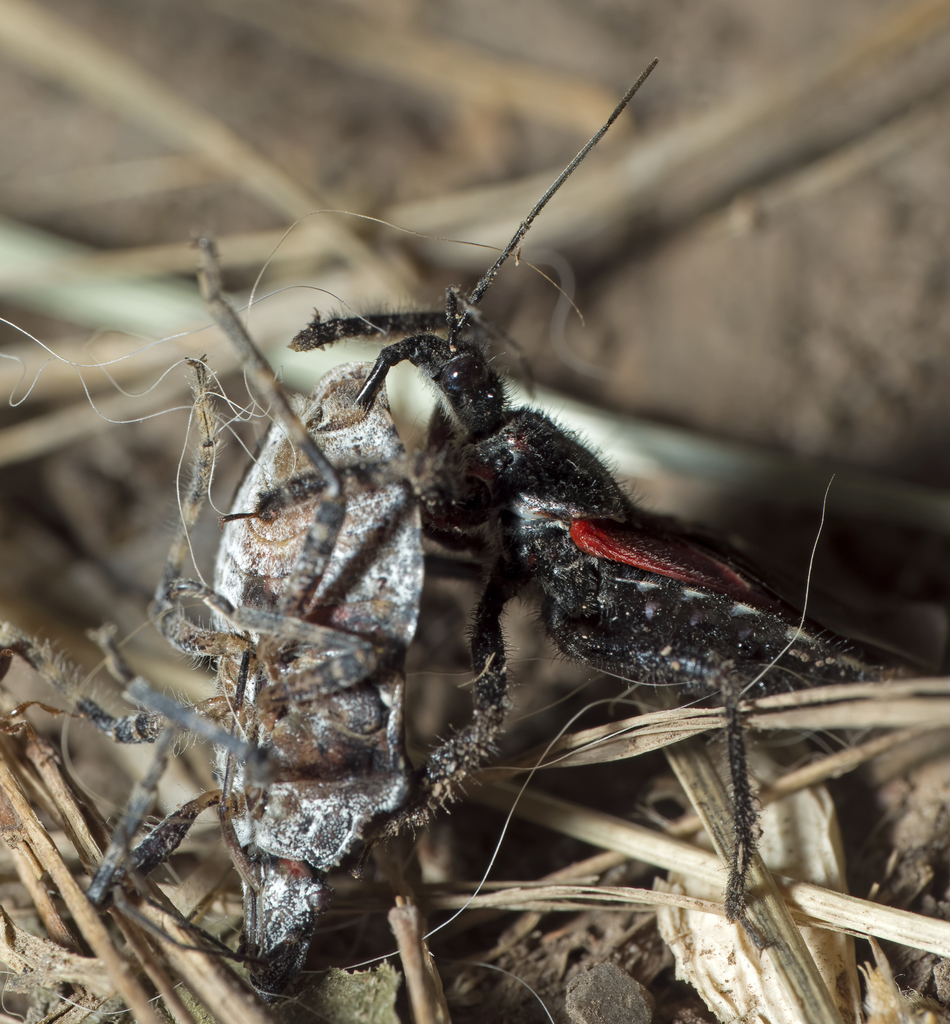 Mountain Bee Assassin from University, Salt Lake City, UT, USA on July ...