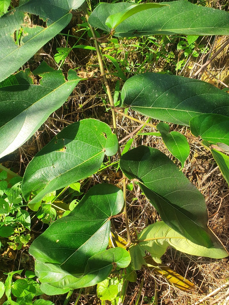 (Ficus geocharis) - Botanical Realm