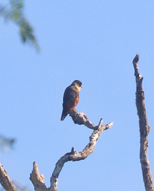 Bat Falcon from Alamo, TX 78516, USA on December 20, 2021 at 01:09 PM ...
