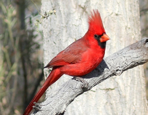 cardenal rojo de arizona (Subespecie Cardinalis cardinalis superbus ...