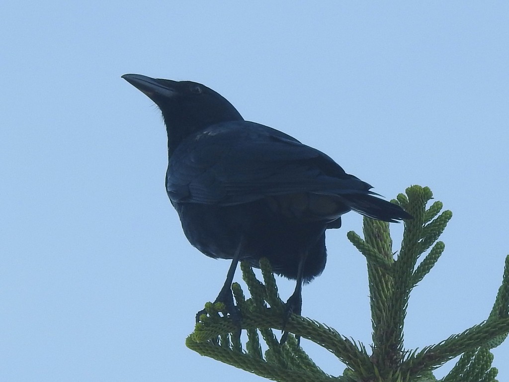 American Crow from (west) Boynton Beach, FL, USA on December 20, 2021 ...