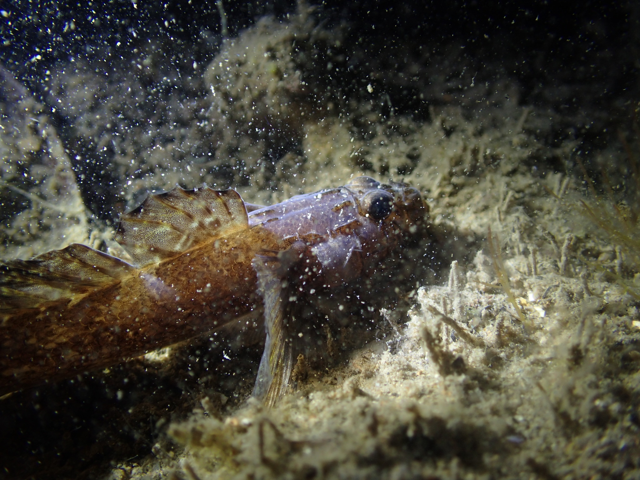 Callogobius mucosus (Günther, 1872)