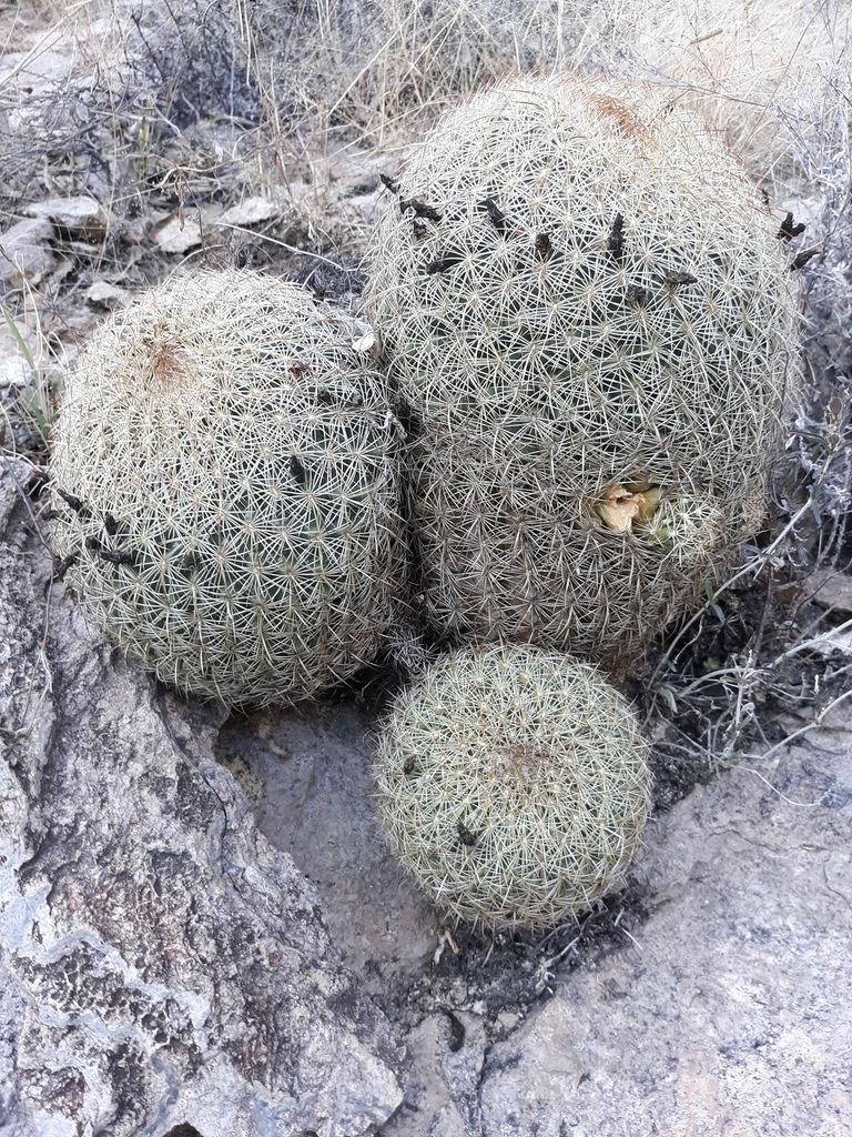 Coryphantha recurvata recurvata in December 2021 by ken_trosaurus ...