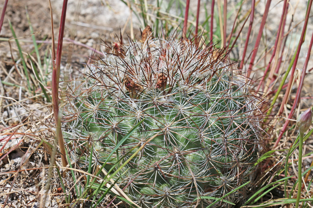 Mountain Ball Cactus from Utah County, UT, USA on June 09, 2019 at 11: ...