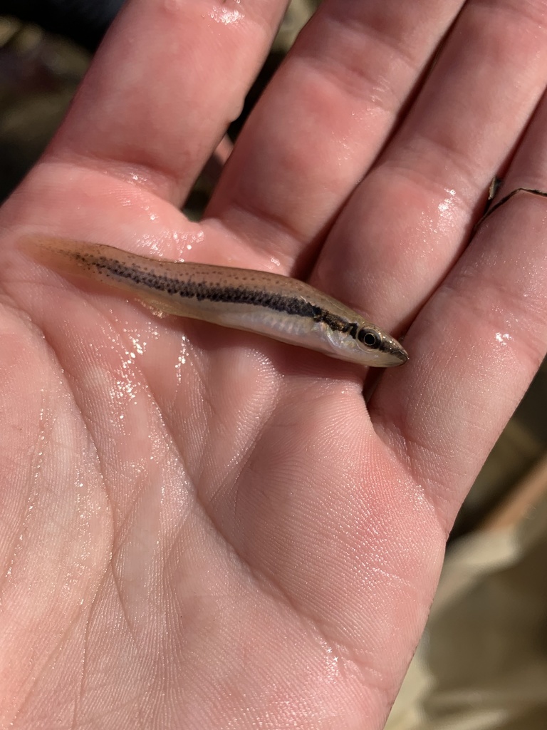Blackspotted Topminnow from Longreach Rd, Ullin, IL, US on December 20 ...