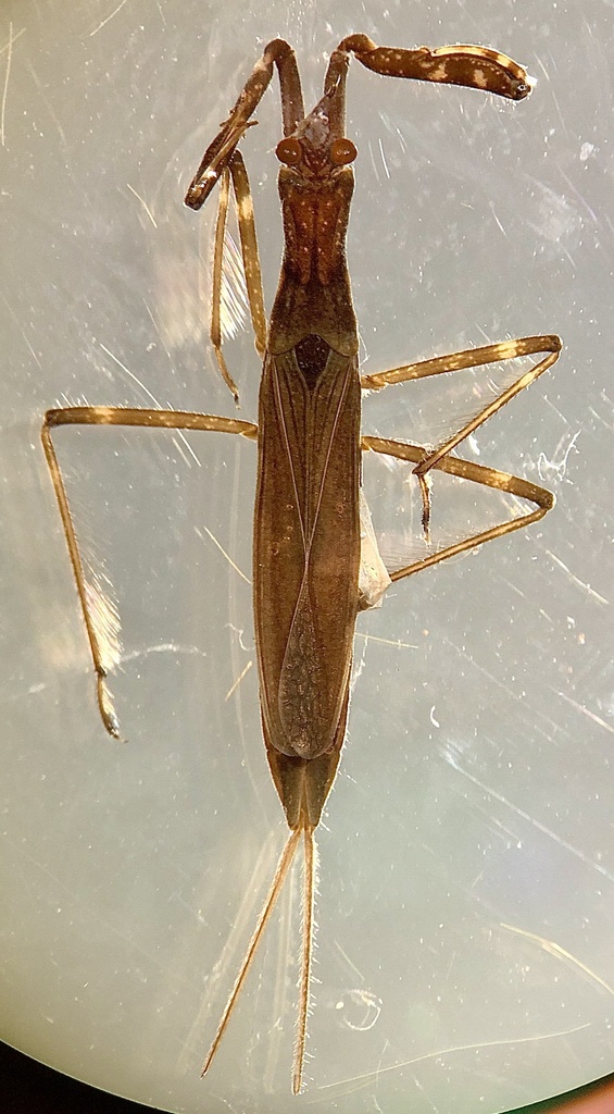 Austronepa angusta from Gateway Motorway, Deagon, QLD, AU on December ...