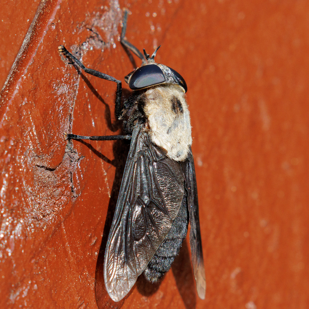 Hippo Fly from Grassy Park, Cape Town, 7941, South Africa on December ...