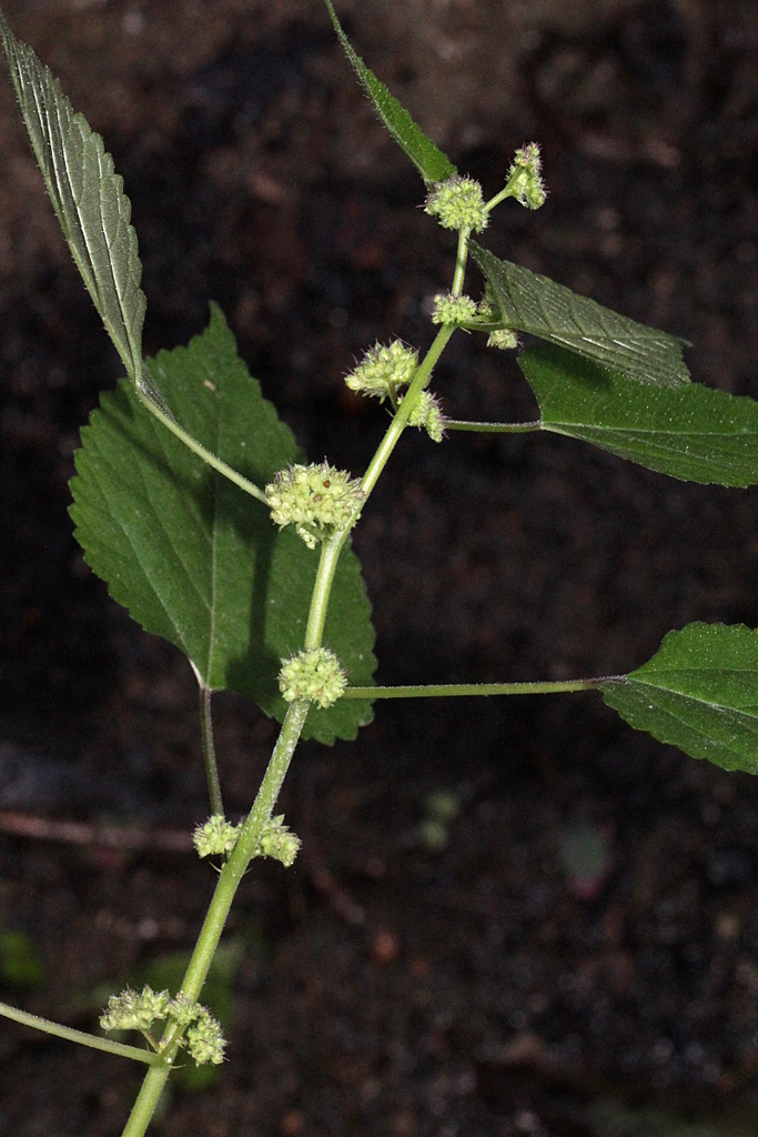 hairy crabweed from Moorooka, Brisbane QLD, Australia on April 22, 2018 ...