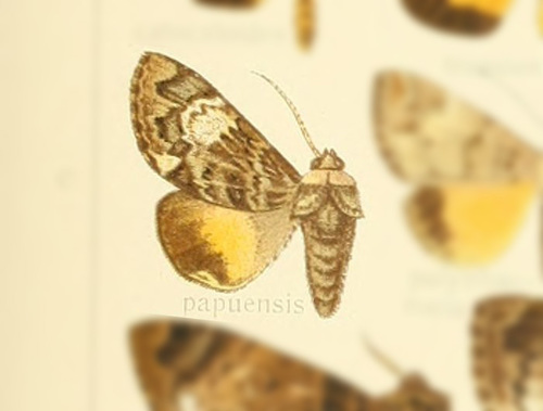 Trisuloides papuensis · iNaturalist