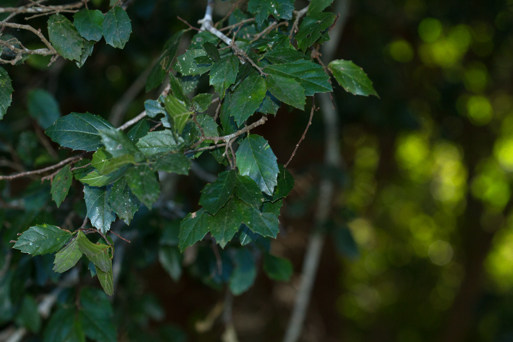 Axe handle Wood from Neurum Creek Conservation Park on September 19 ...