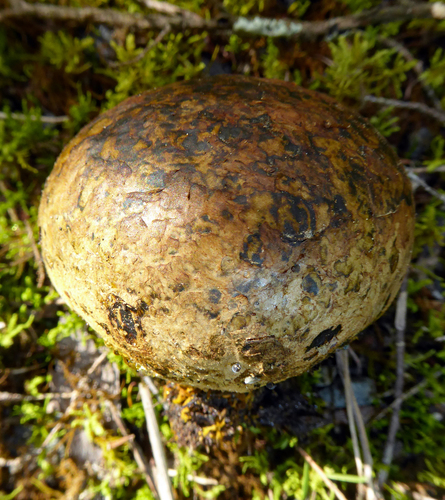 Pisolithus thermaeus · iNaturalist