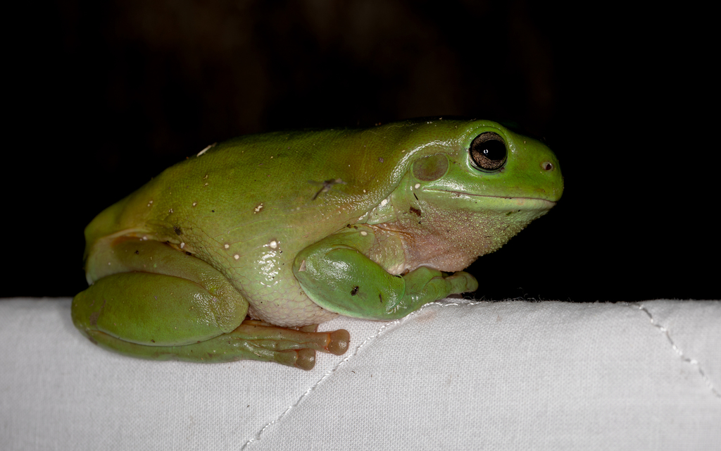 Australian Green Tree Frog from Hillvue on December 18, 2021 at 09:46 ...