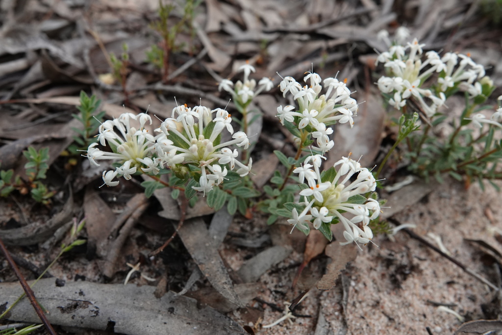 Common Rice-flower in October 2021 by Euan Moore · iNaturalist