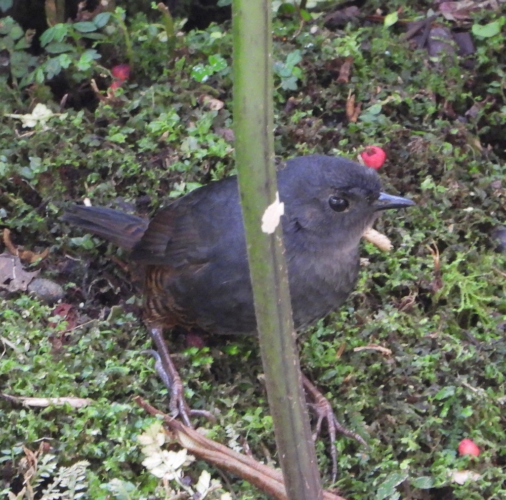 Chusquea Tapaculo from Casa Simpson- Reserva Tapichalaca on August 8, 2021 at 07:49 PM by Nelson ...