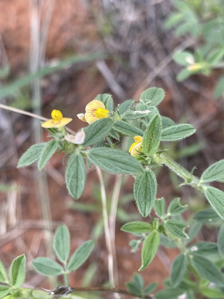 Wild Lucerne from LP, ZA on December 19, 2021 at 03:09 PM by Troos van ...