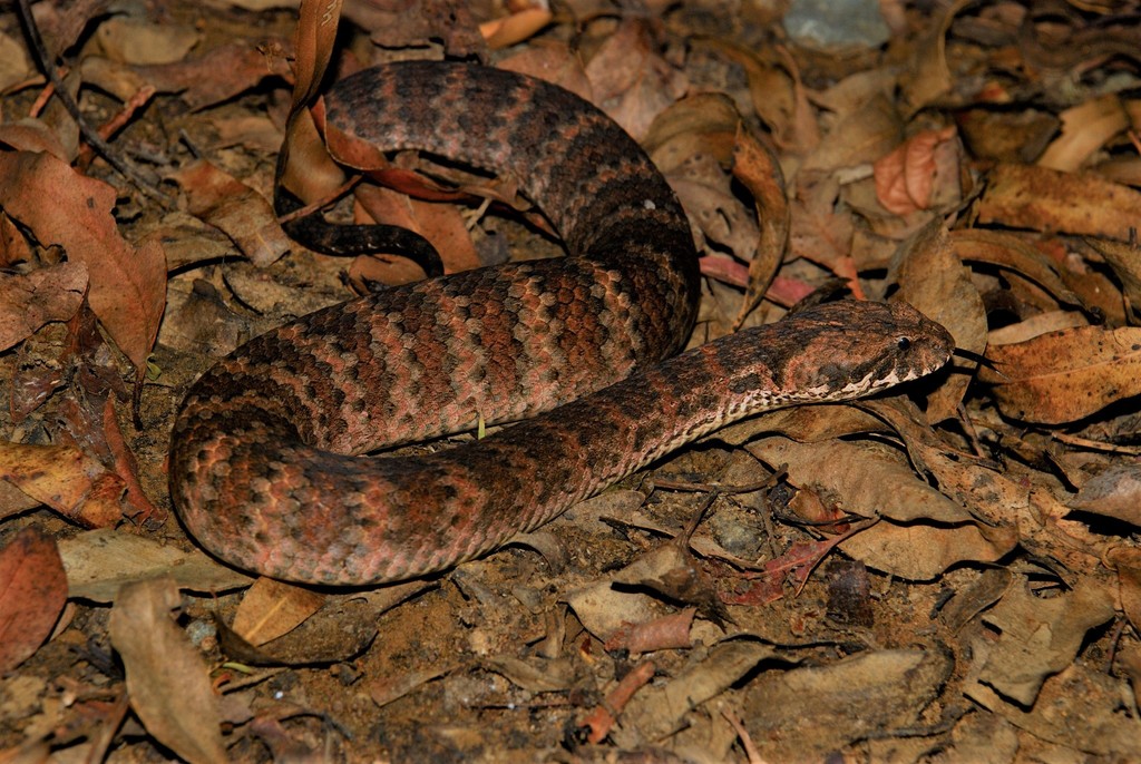 Common Death Adder from Kenilworth QLD 4574, Australia on December 30 ...