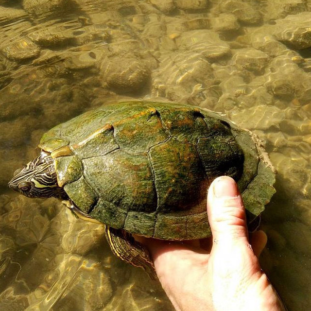 Texas Map Turtle from Austin, TX, US on December 06, 2021 at 12:18 PM ...