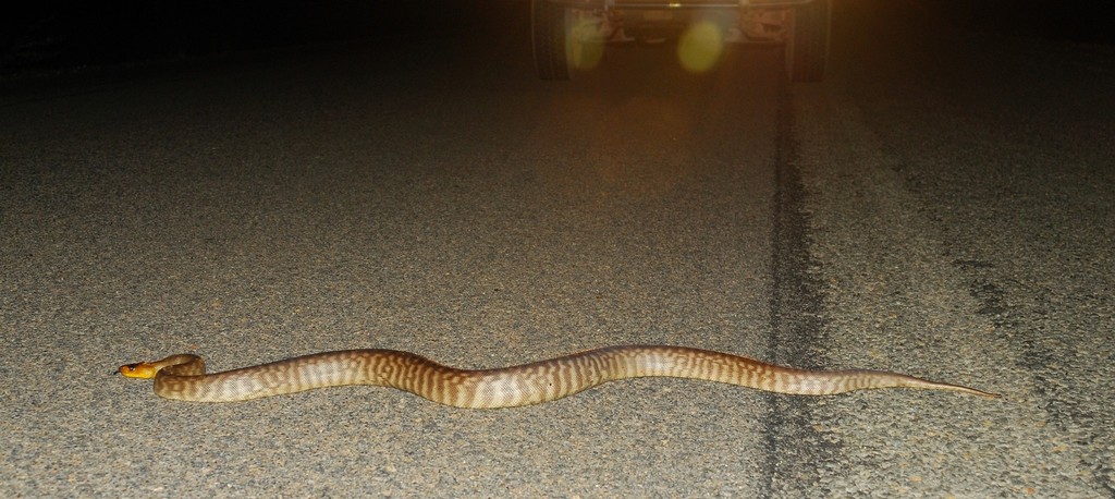 Woma Python in February 2011 by Melissa Bruton · iNaturalist
