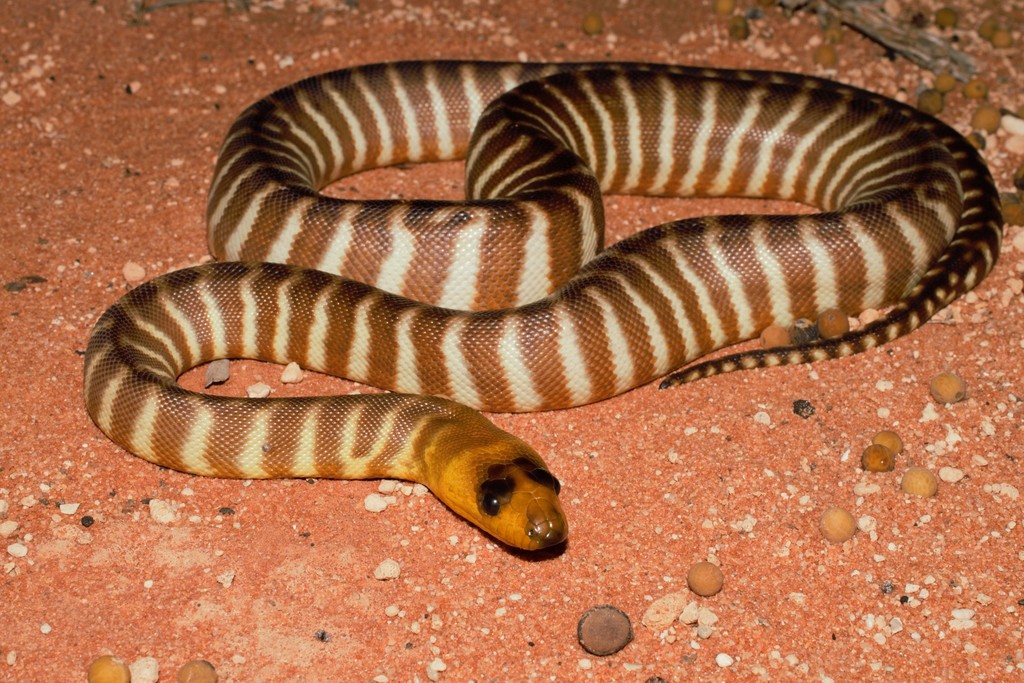 Woma Python in January 2018 by Melissa Bruton · iNaturalist