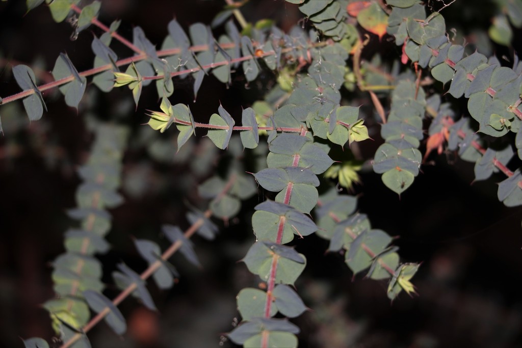 spiny bush-pea from Burbank QLD 4156, Australia on December 21, 2021 at ...