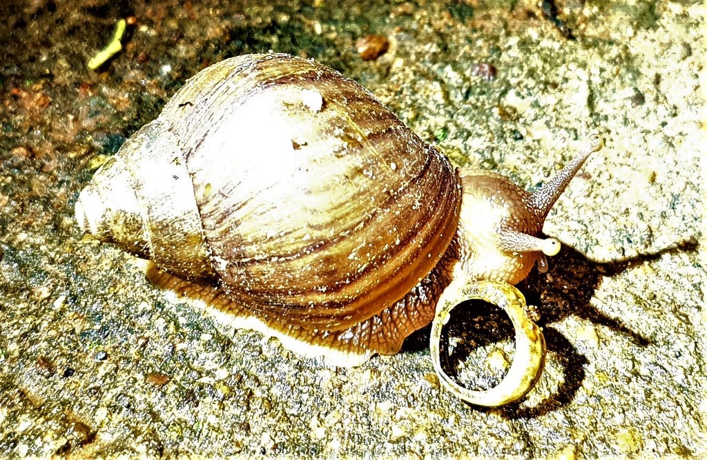 Giant African Land Snails from Senuko Airport, Zimbabwe on December 20 ...