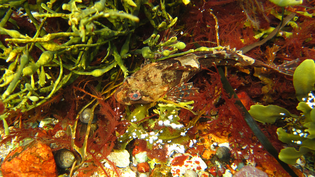 Grubby (Myoxocephalus aenaeus) - Marine Life Identification