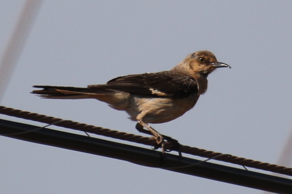 Northern Mockingbird from Maui County, HI, USA on August 05, 2013 at 06 ...