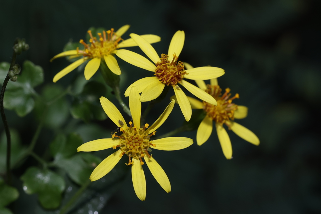 climbing senecio from Yuen Long, Hong Kong on December 11, 2021 at 01: ...