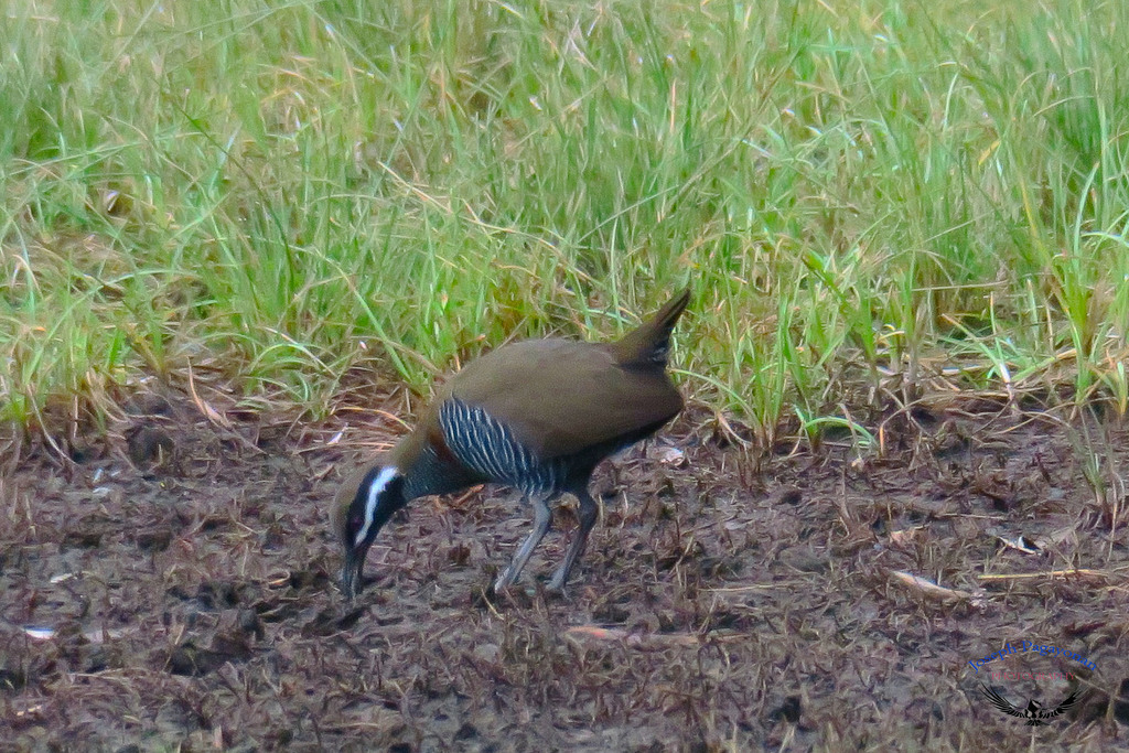 Barred Rail from 983R+993, Agoo, La Union, Philippines on December 21 ...