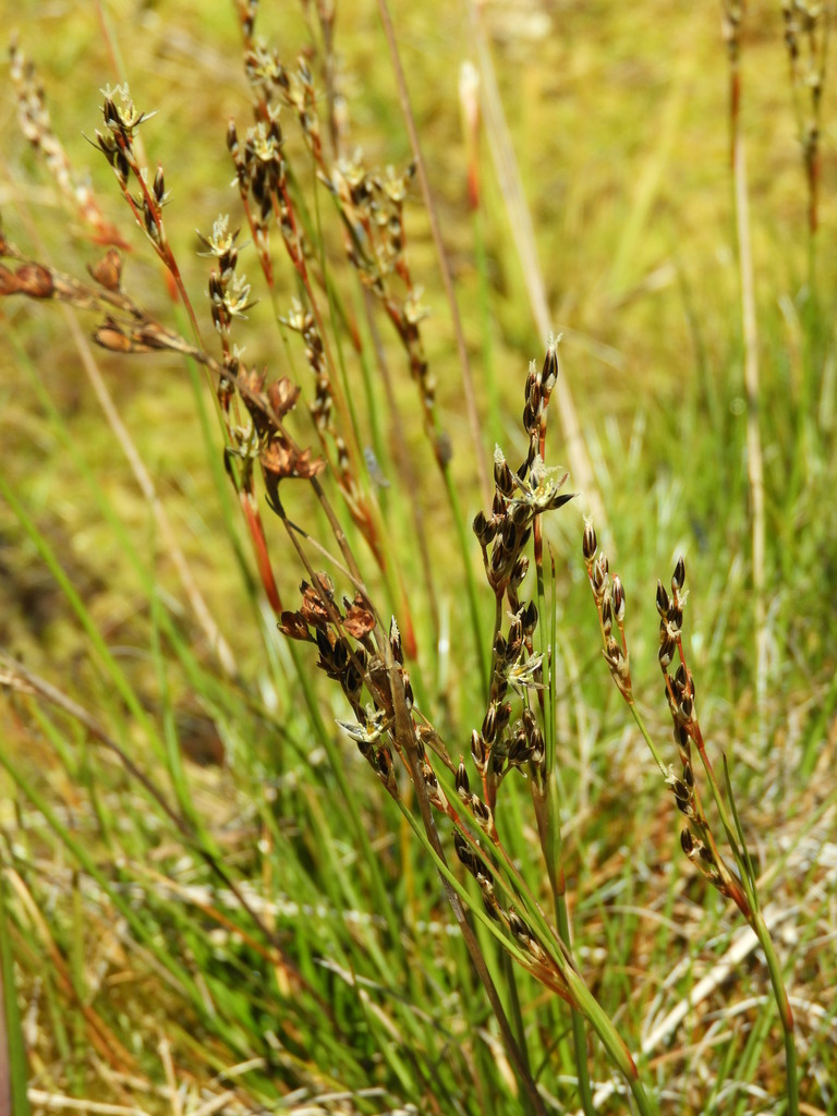 heath rush from Lewis Pass, Nueva Zelanda on December 31, 2019 at 11:06 ...