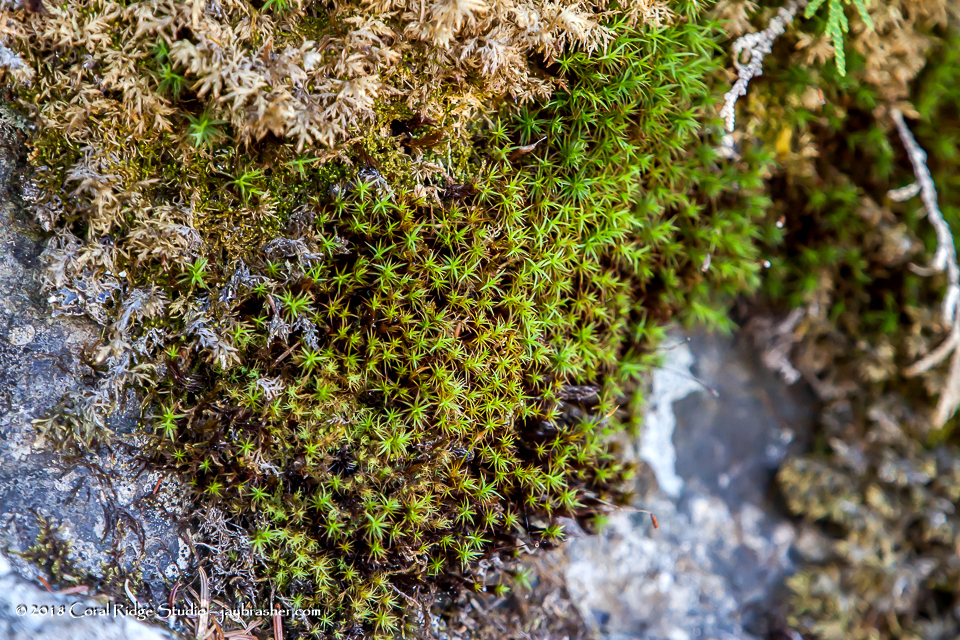 mosses from Keweenaw County, MI, USA on June 13, 2018 at 02:36 PM by ...