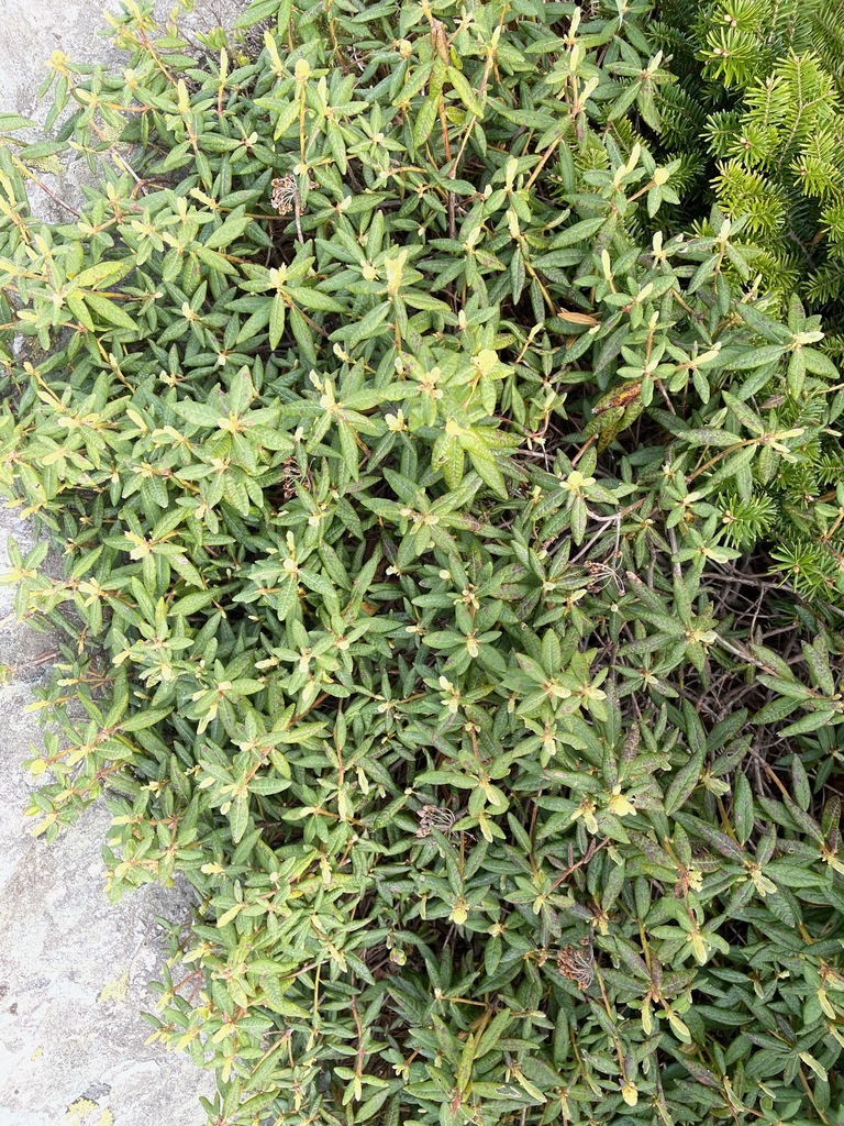 Bog Labrador Tea from Lamoille, Vermont, United States on June 2, 2021 ...
