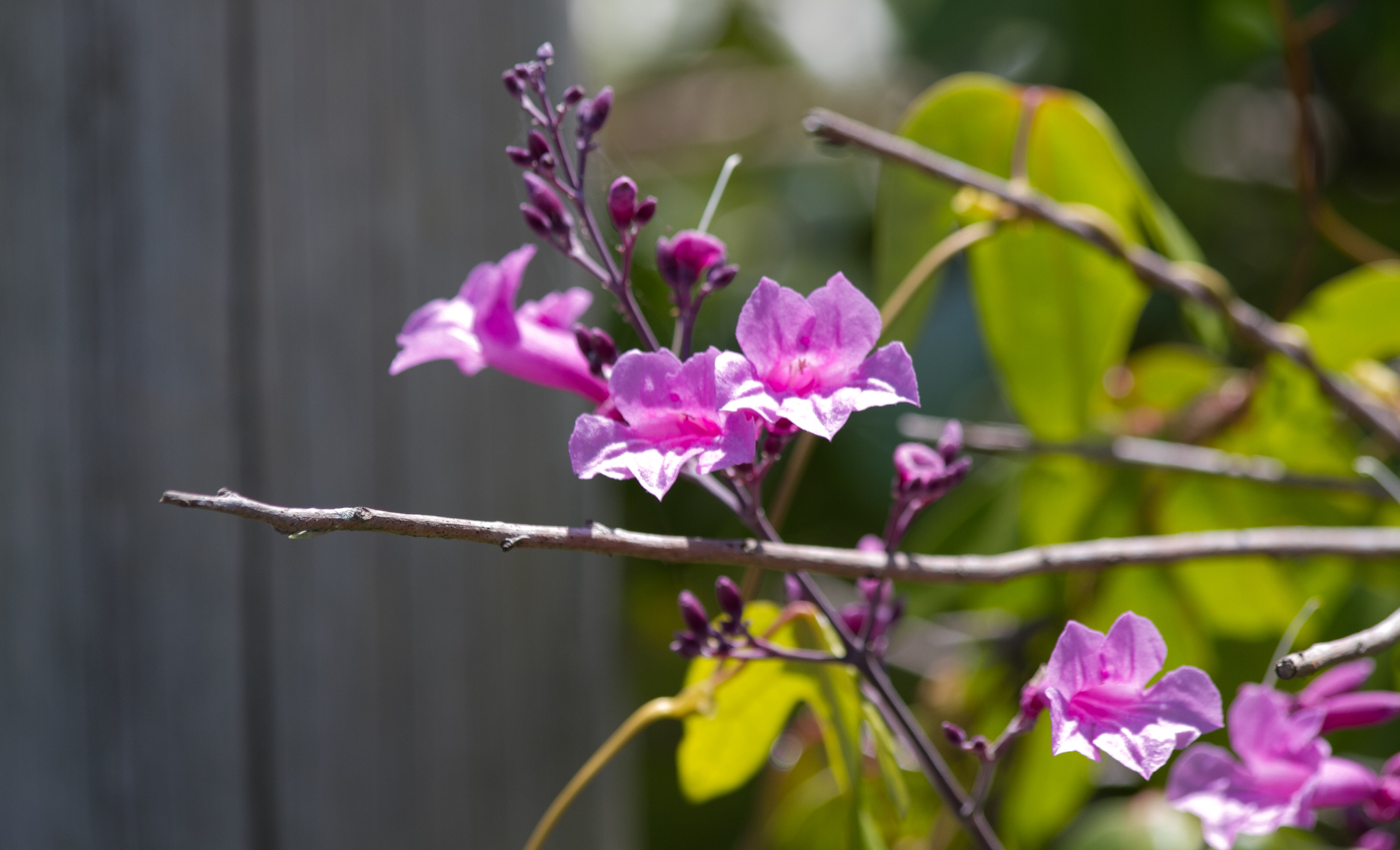 Fridericia chica (Bonpl.) L.G.Lohmann