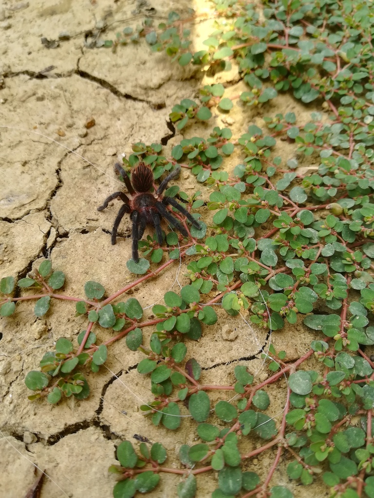 Veracruz Red-rump Tarantula in July 2021 by lilymartinez25 · iNaturalist