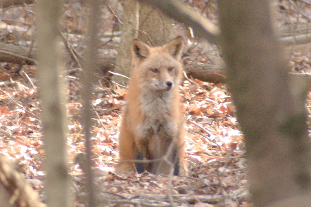 Red Fox from Sussex County, US-DE, US on December 16, 2021 at 02:10 PM ...