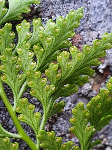 Davallia pyxidata (Logan Bahr's Scrub Flora) · iNaturalist