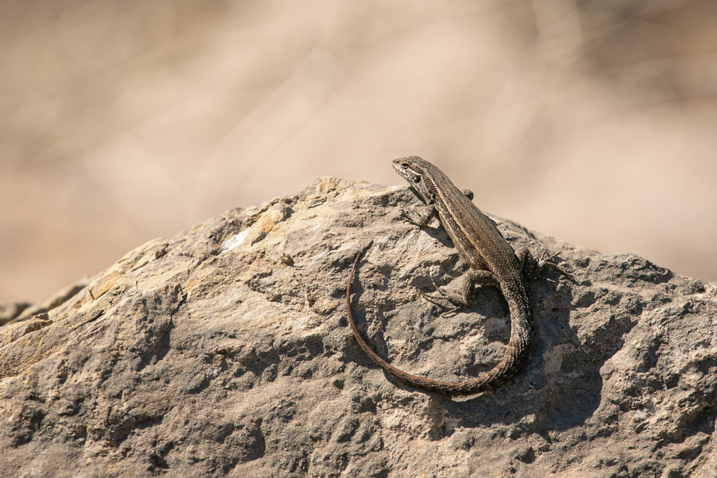 Dusky Smooth-throated Lizard from Quilicura, Santiago Metropolitan ...