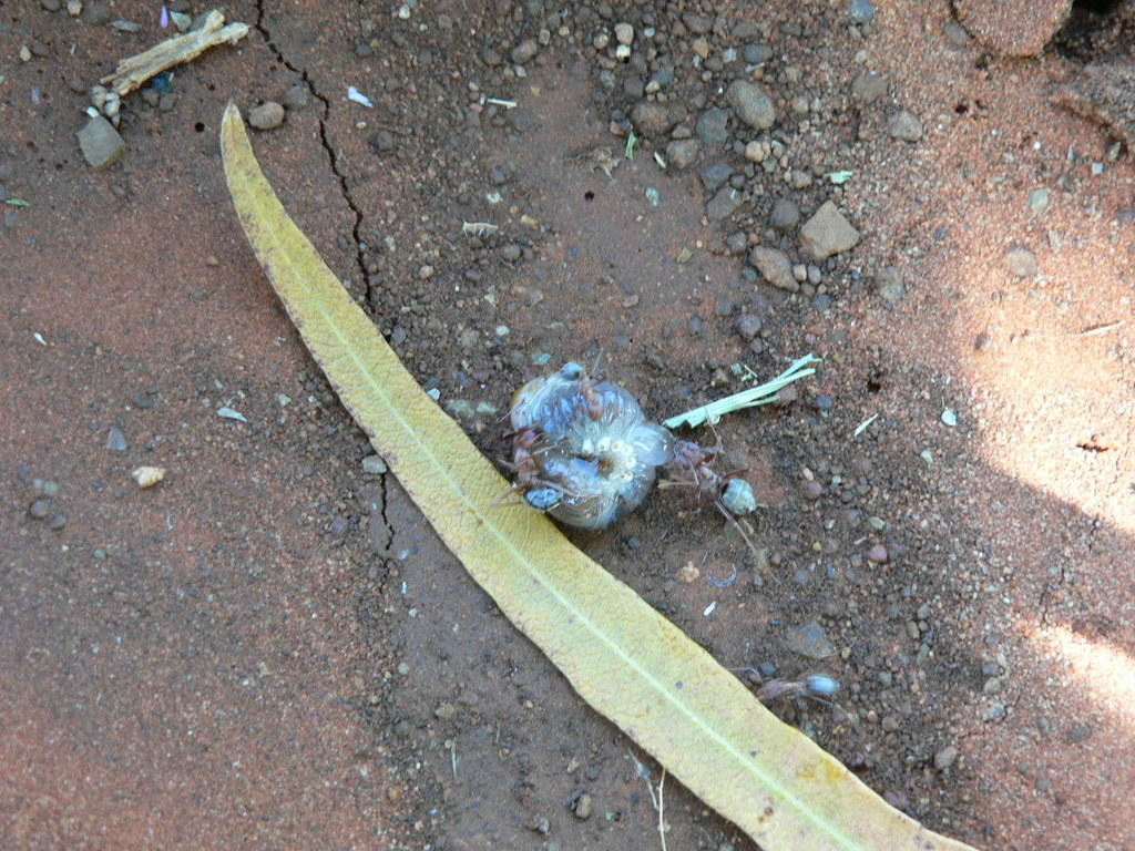 Large Pugnacious Ant from Mosu Lodge, Mokala National Park on January ...