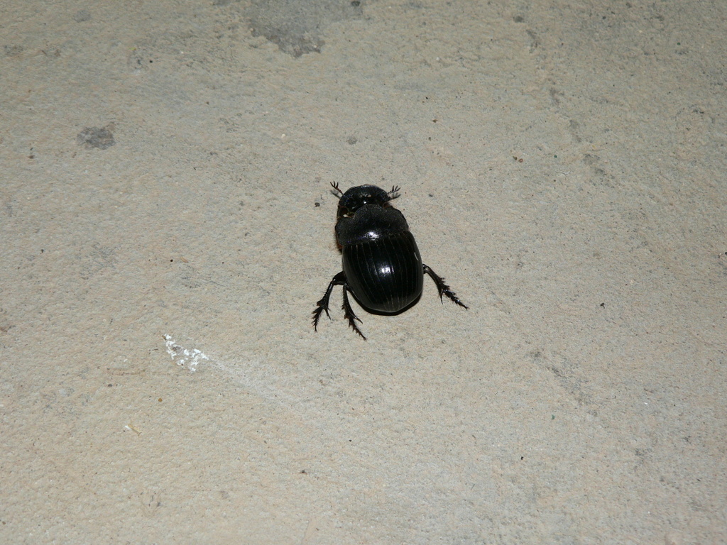 Copris elphenor from Mofele Lodge, Mokala National Park on January 3 ...