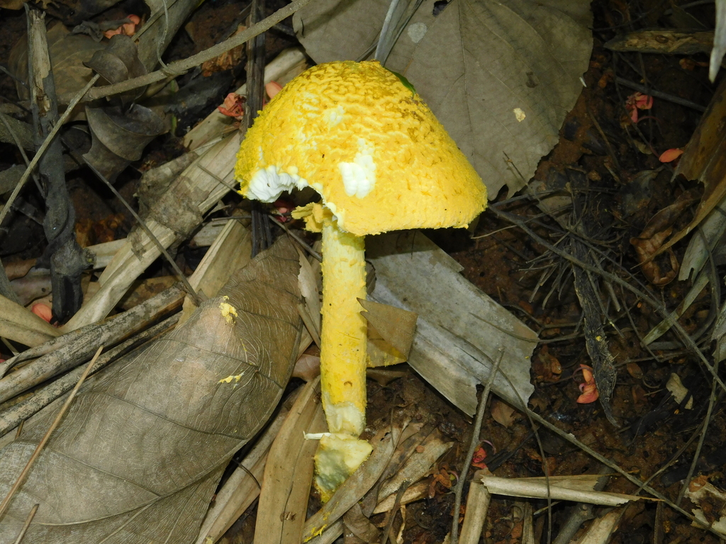 Golden Floccose Lepidella from Indian Institute Of Technology, Chennai ...