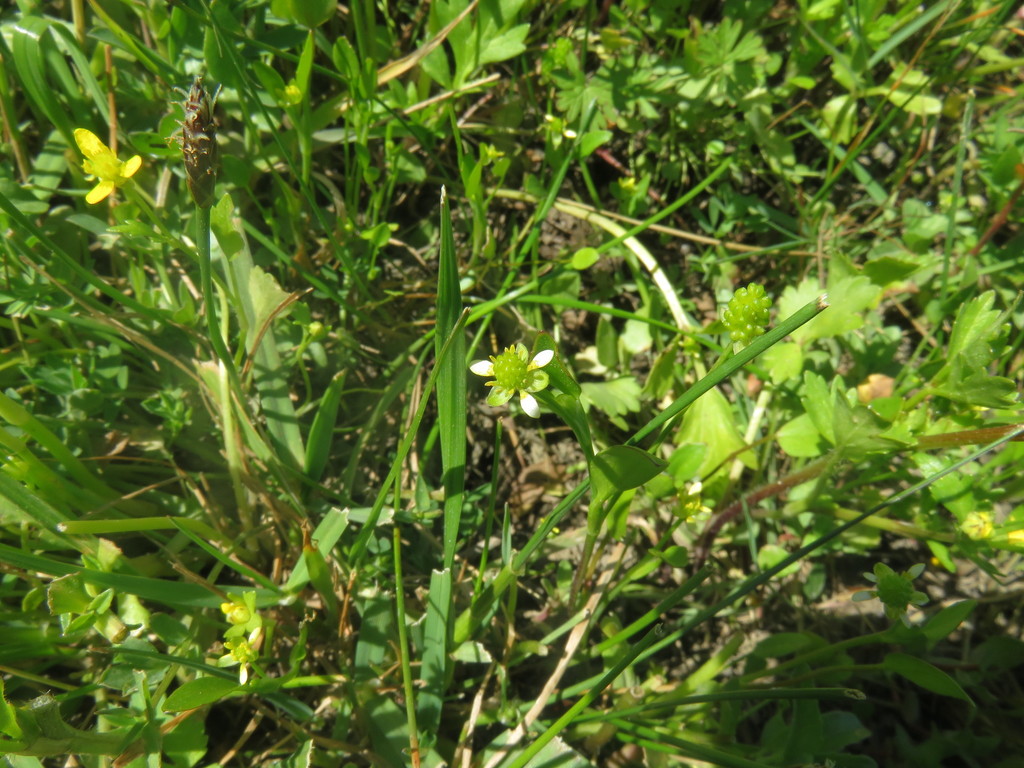 Rough-fruited buttercup from Concepcion, Bío Bío, Chile on October 20 ...