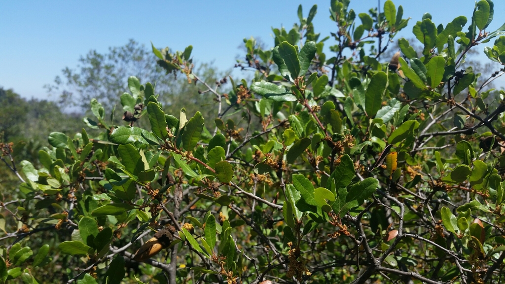 Torrey's Hybrid Oak from Murrieta, CA 92562, USA on April 27, 2018 at ...