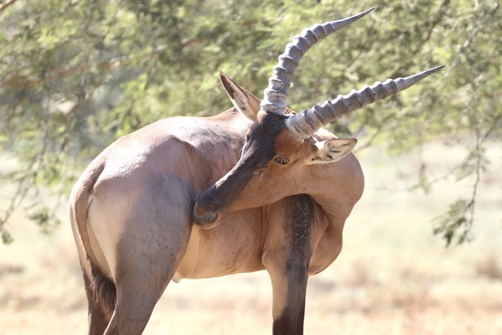 Tiang (Damaliscus lunatus tiang) - Know Your Mammals