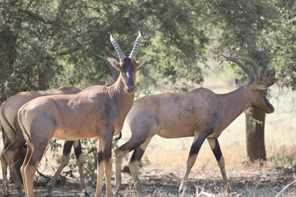 Tiang (Damaliscus lunatus tiang) - Know Your Mammals